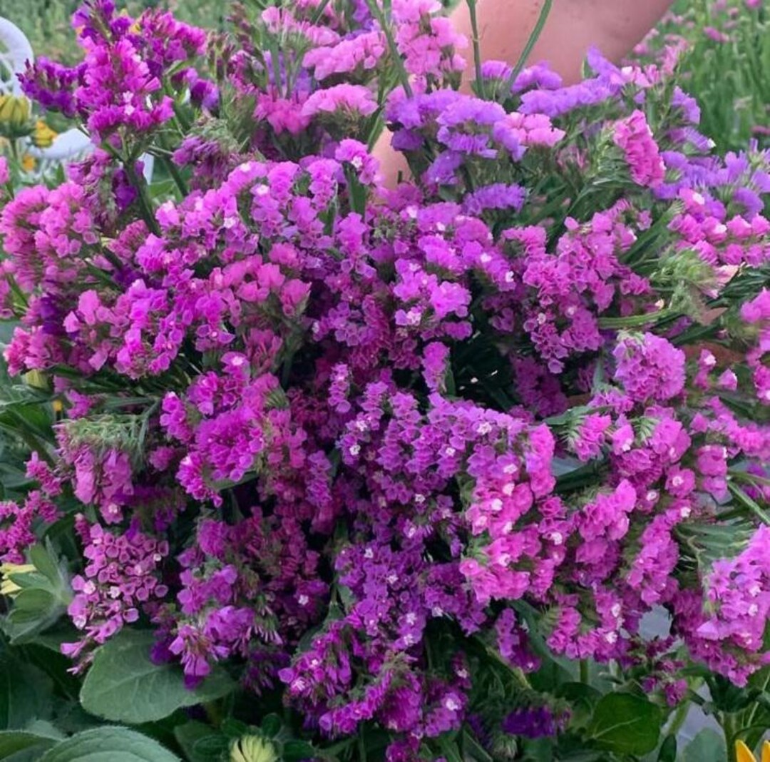 50 SEEKER ROSE SHADES Statice Limonium Seeds - Etsy