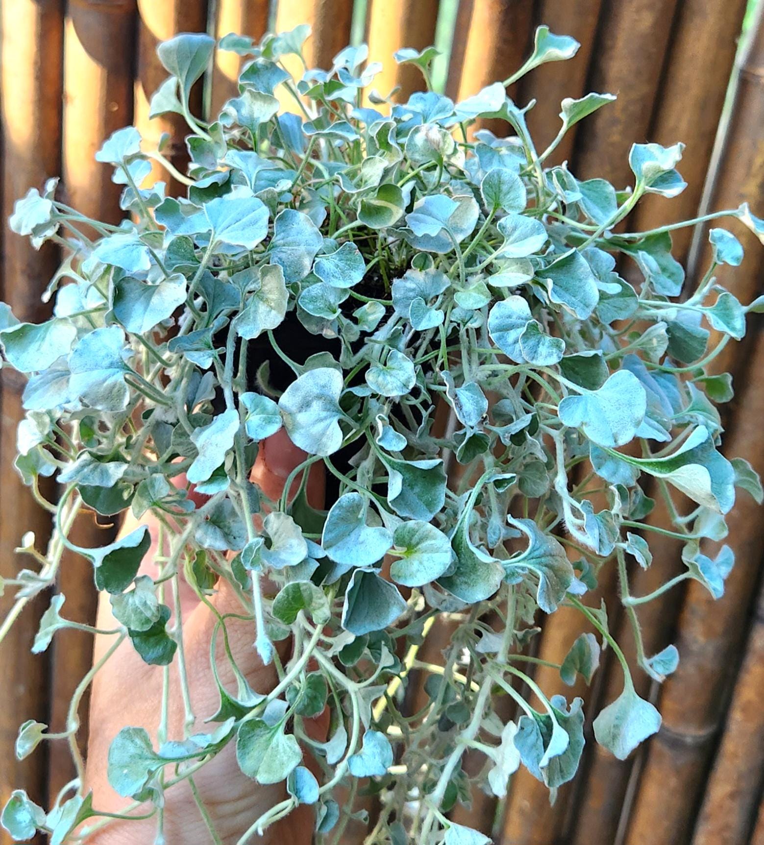 SEEDS Dichondra 'silver Falls' | Dichondra Argentea Silver | Silver ...