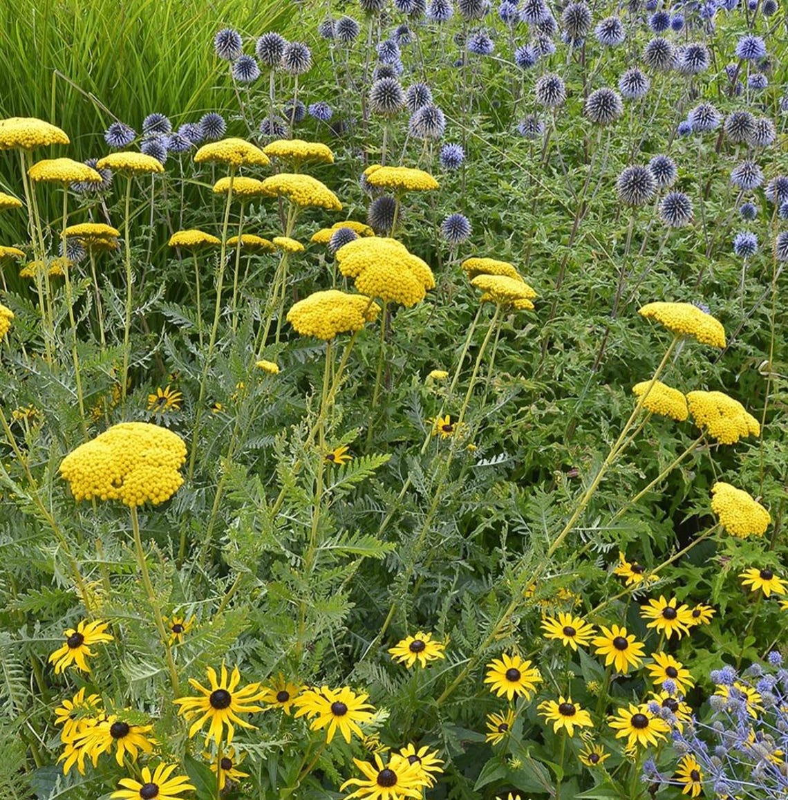 200 Yarrow PARKER'S GOLD Achillea Filependulina Seeds - Etsy