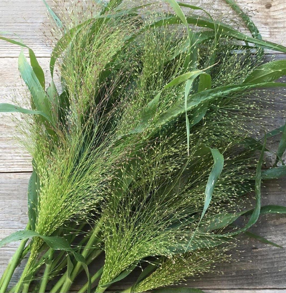 50 FROSTED EXPLOSION Ornamental Grass Panicum Elegans 50 Seeds - Etsy