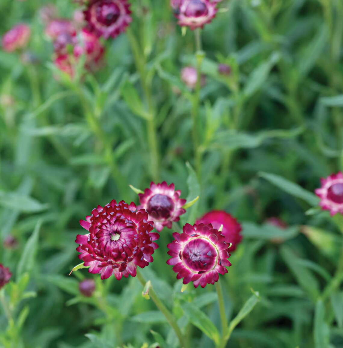CRANBERRY ROSE Strawflower NEW Release 50 Seeds - Etsy