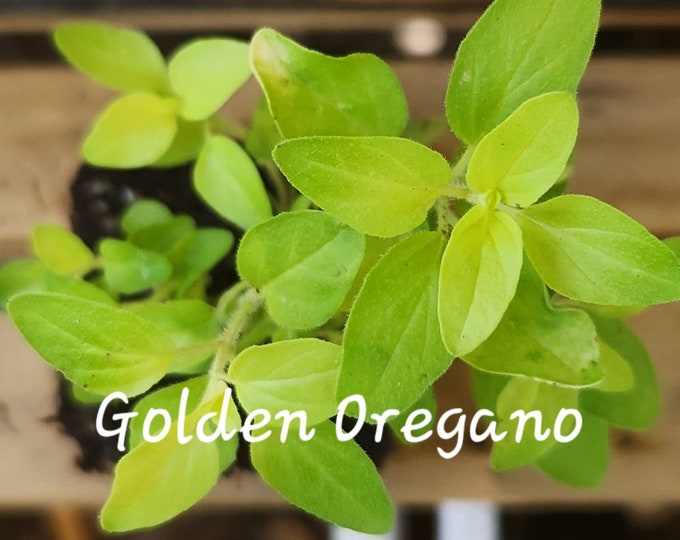 Golden Creeping Oregano - Etsy