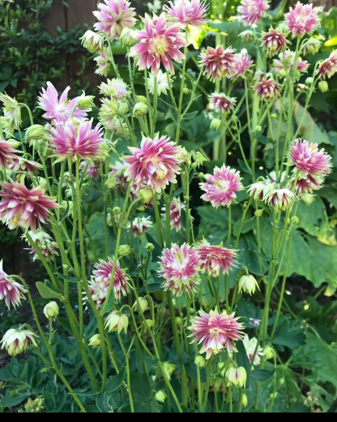 50 NORA BARLOW Columbine Flower Seeds (aquilegia Vulgaris) Pink - Etsy