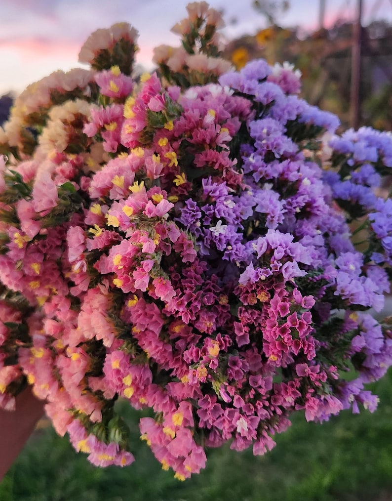 QIS Statice RAINBOW MIX |limonium Sinuatum | Custom Mix 50 Seeds - Etsy