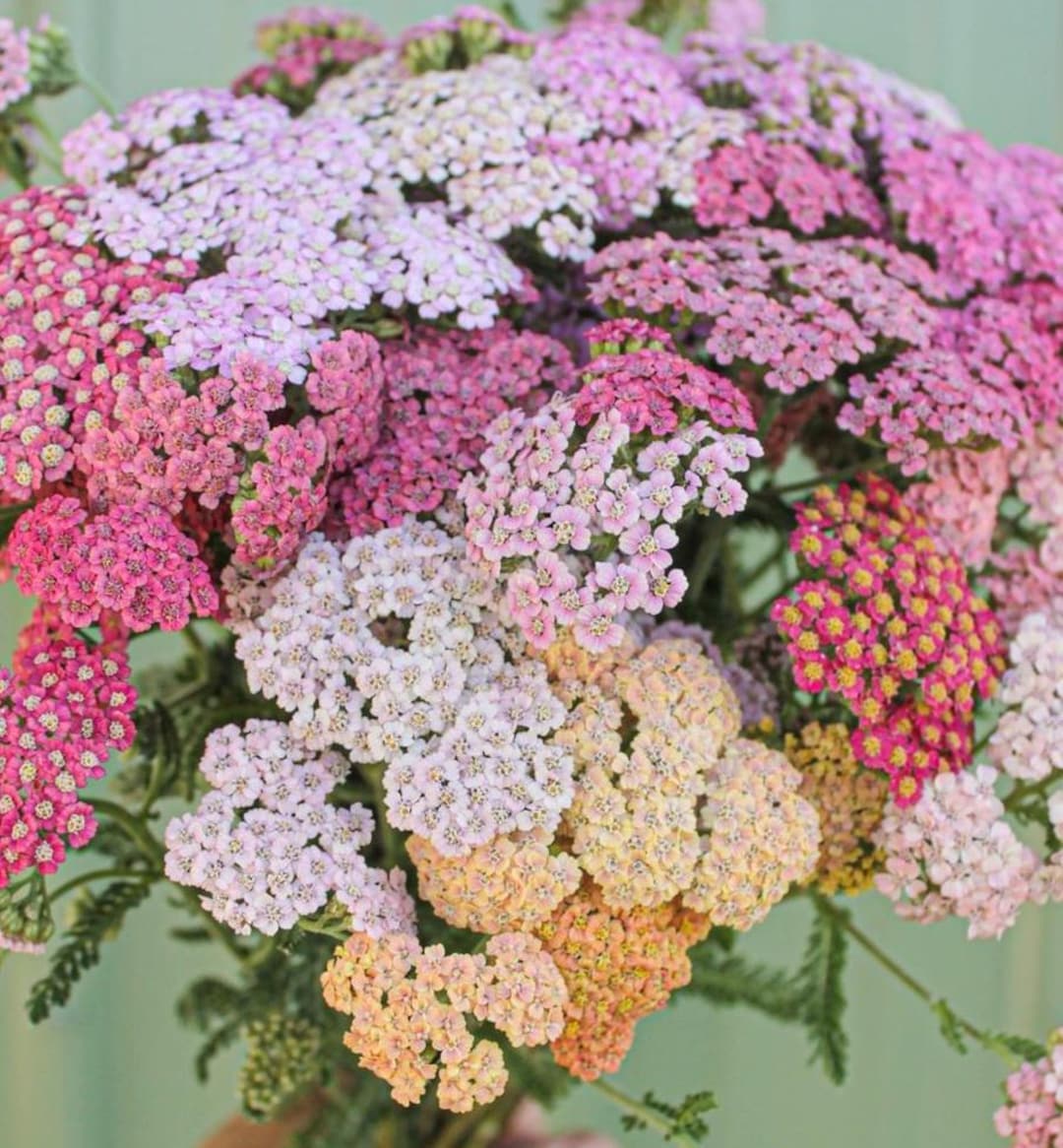Yarrow 'summer Pastels" Achillea Millefoleum 50 Seeds - Etsy