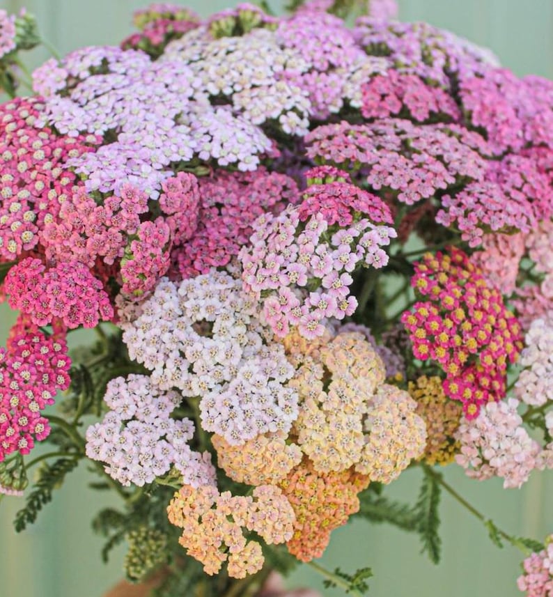 Yarrow 'summer Pastels" Achillea Millefoleum 50 Seeds - Etsy