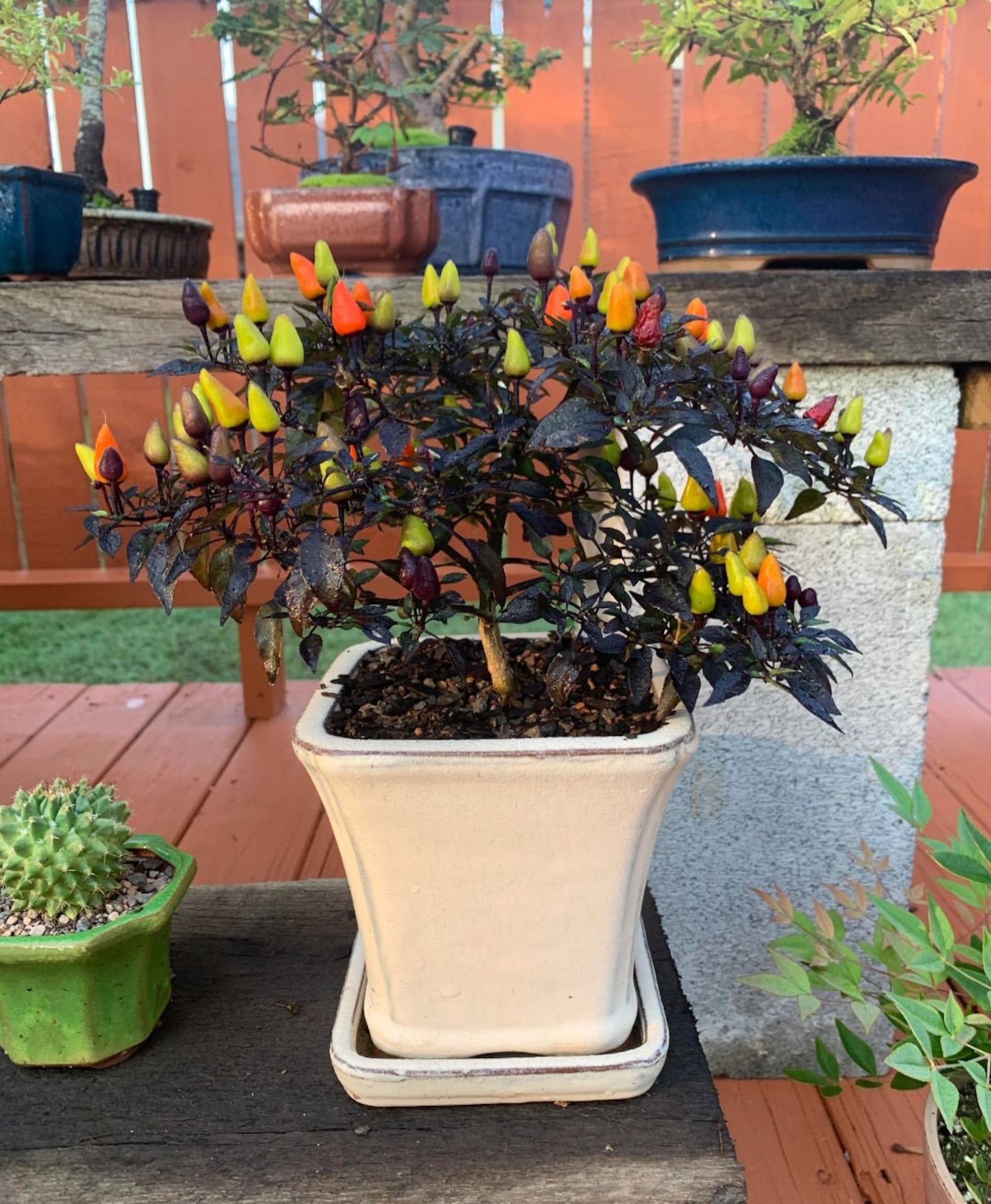 Pepper 'midnight Fire' Ornamental Chili, Hot Pepper, 15 Seeds - Etsy