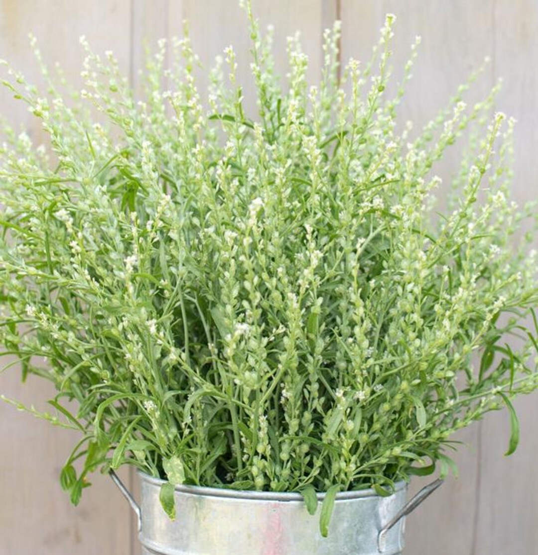 200+ PERSIAN CRESS Seeds *organic* (lepidium Sativum) - Etsy