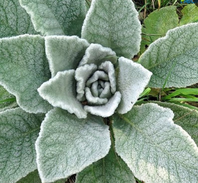 Mullein (verbascum Thapsus) Seeds Medicinal Herb Plant. Organic - Etsy