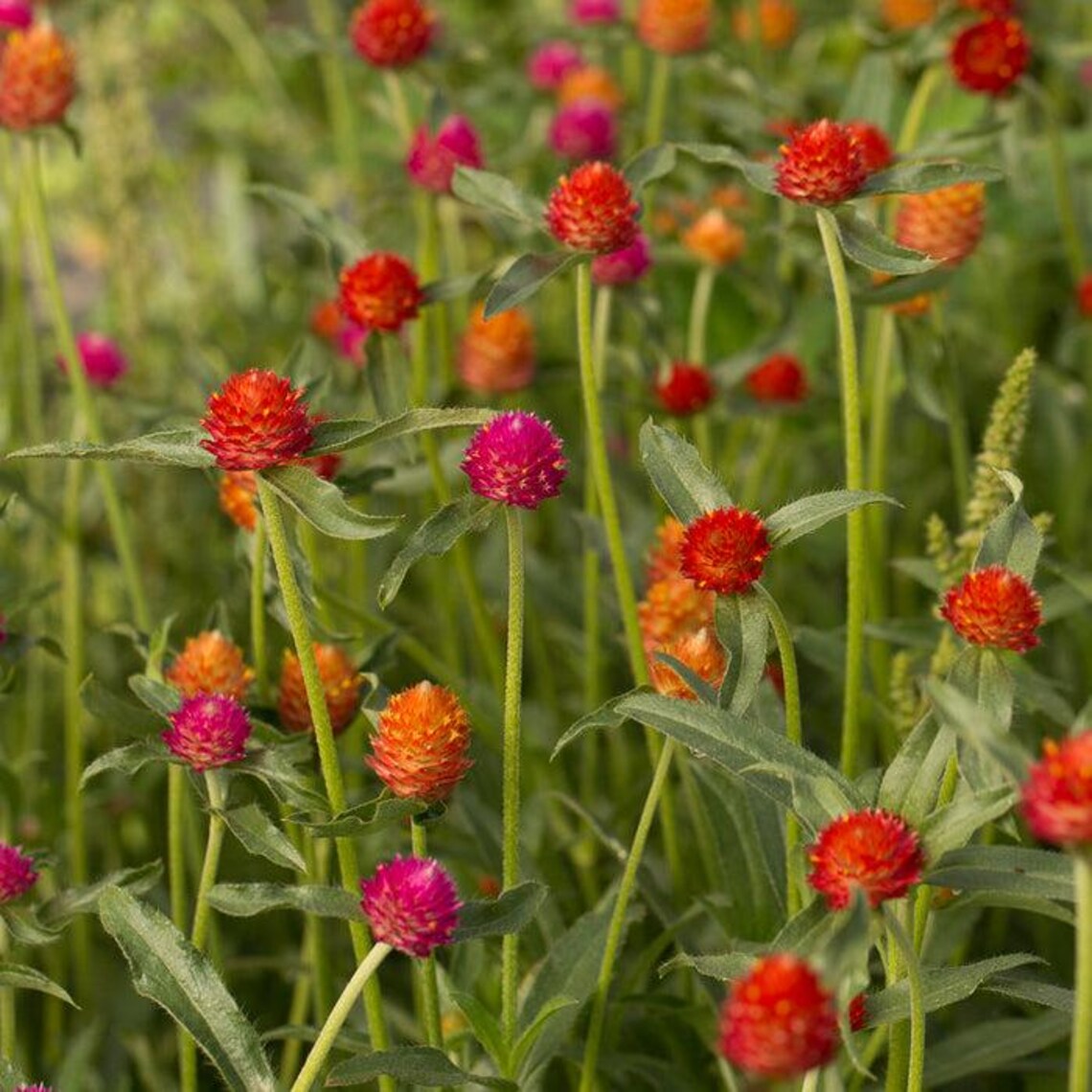 50 QIS SUNSET MIX Gomphrena Seeds (gomphrena Haageana) Globe Amaranth ...