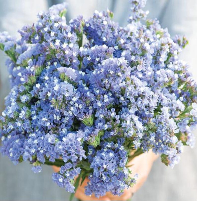 QIS Statice PALE BLUE 50 Seeds Limonium Sinuatum Light Blue - Etsy