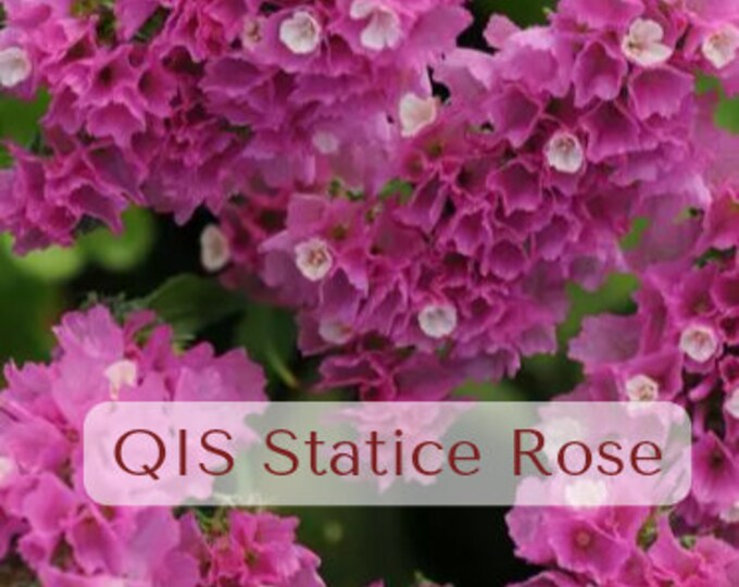 LIVE QIS Statice Rose Starter Plant - Etsy