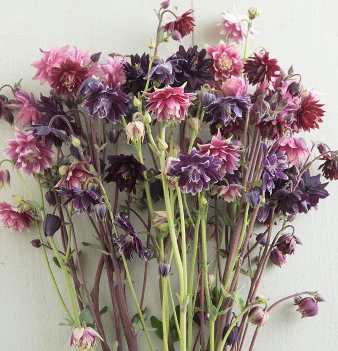 50 BARLOW MIX Columbine Flower Seeds (aquilegia Vulgaris) Victorian ...