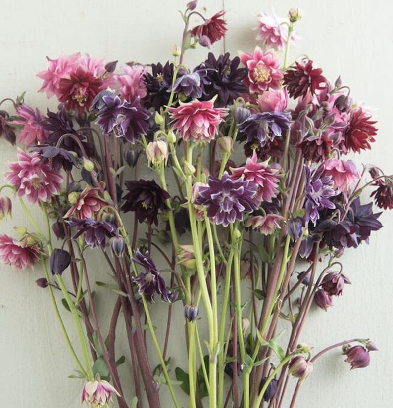50 BARLOW MIX Columbine Flower Seeds (aquilegia Vulgaris) Victorian ...