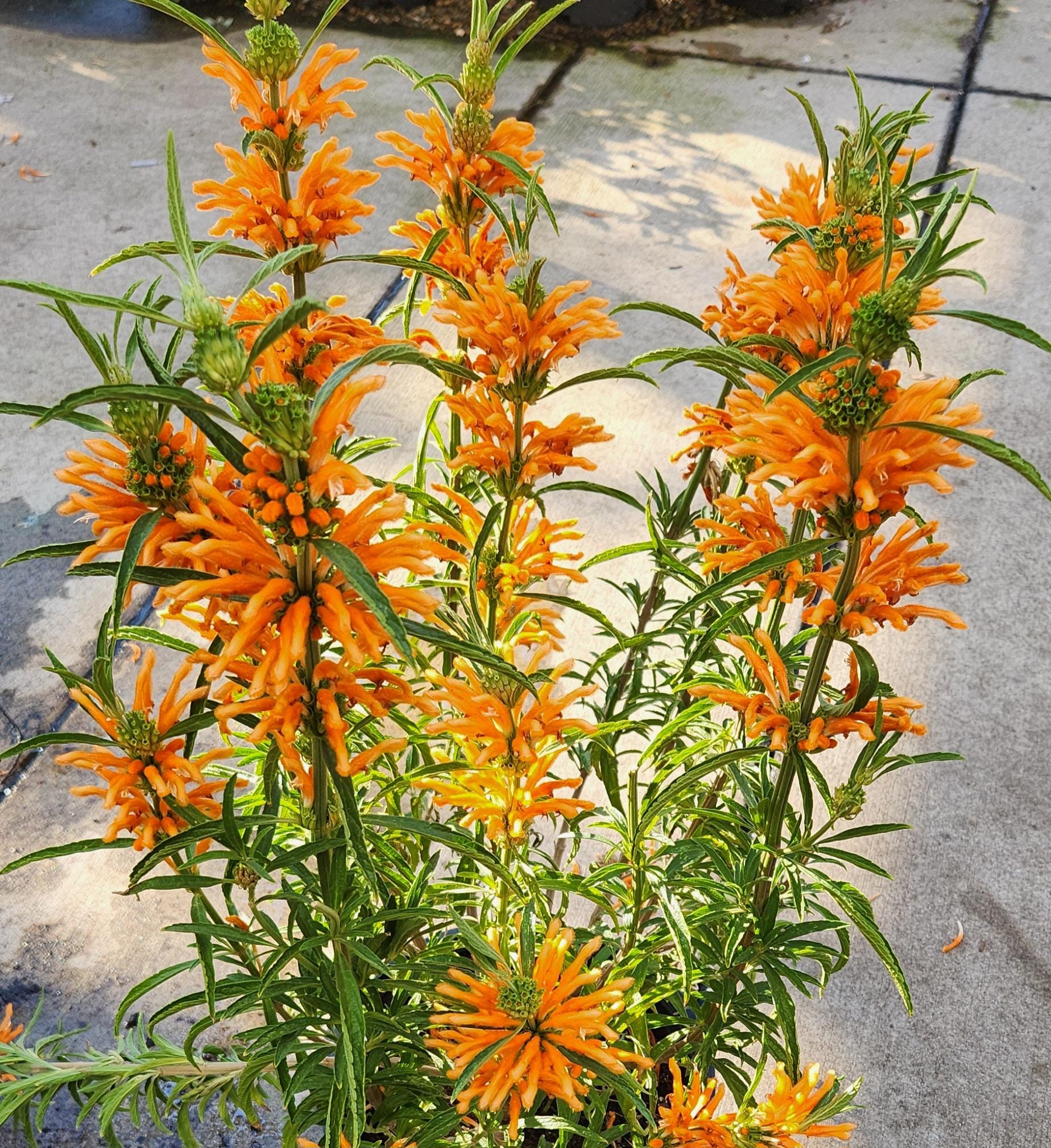 LION'S TAIL (leonitis Leonurus) Wild Dagga 25 Seeds ORGANIC - Etsy