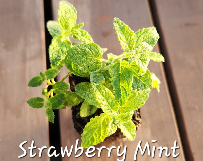 LIVE Strawberry Mint Starter Plant - Etsy
