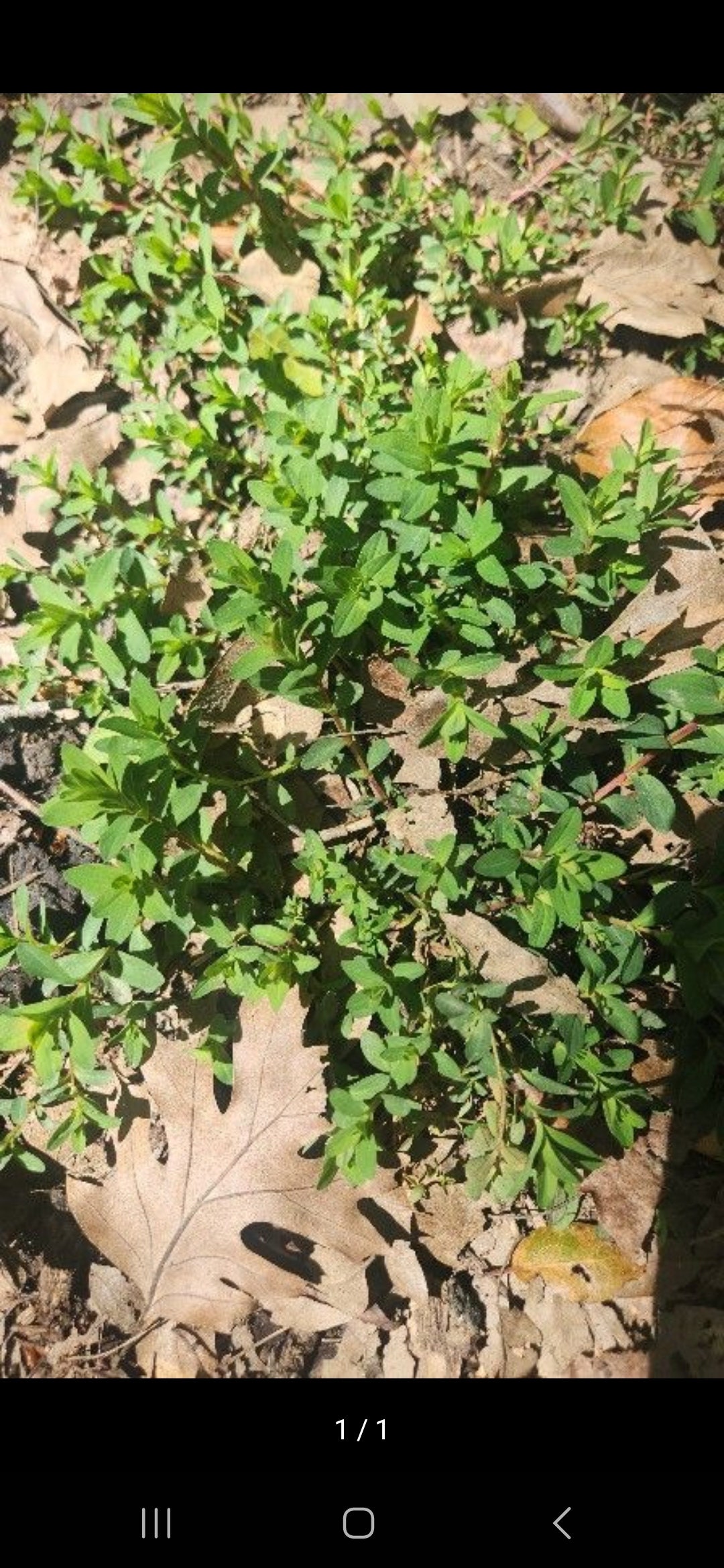 St. John's Wort Seeds Hypericum Perforatum Medicinal Flowering Herb ...