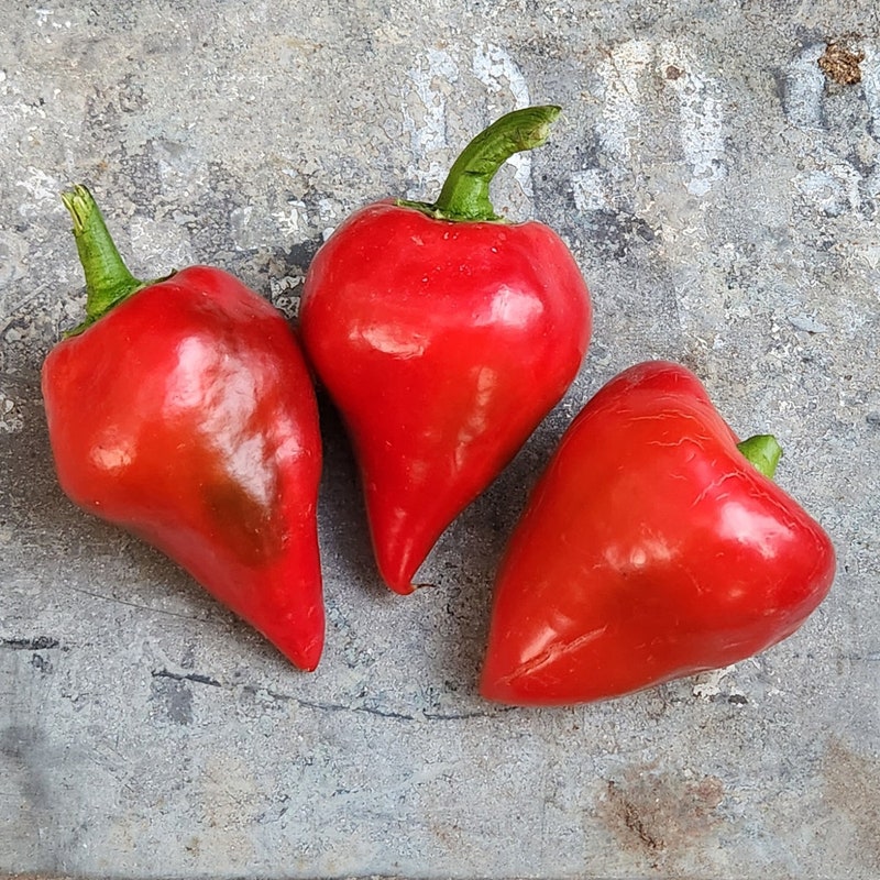 Rare Pepper Seeds - Etsy