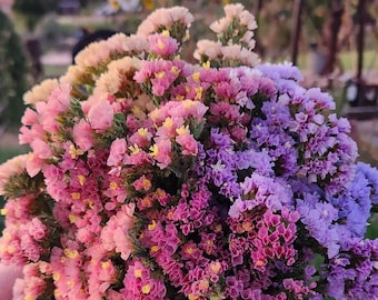 ICE BALLET Swamp Milkweed | Asclepias Incarnata | 50 Seeds - Etsy