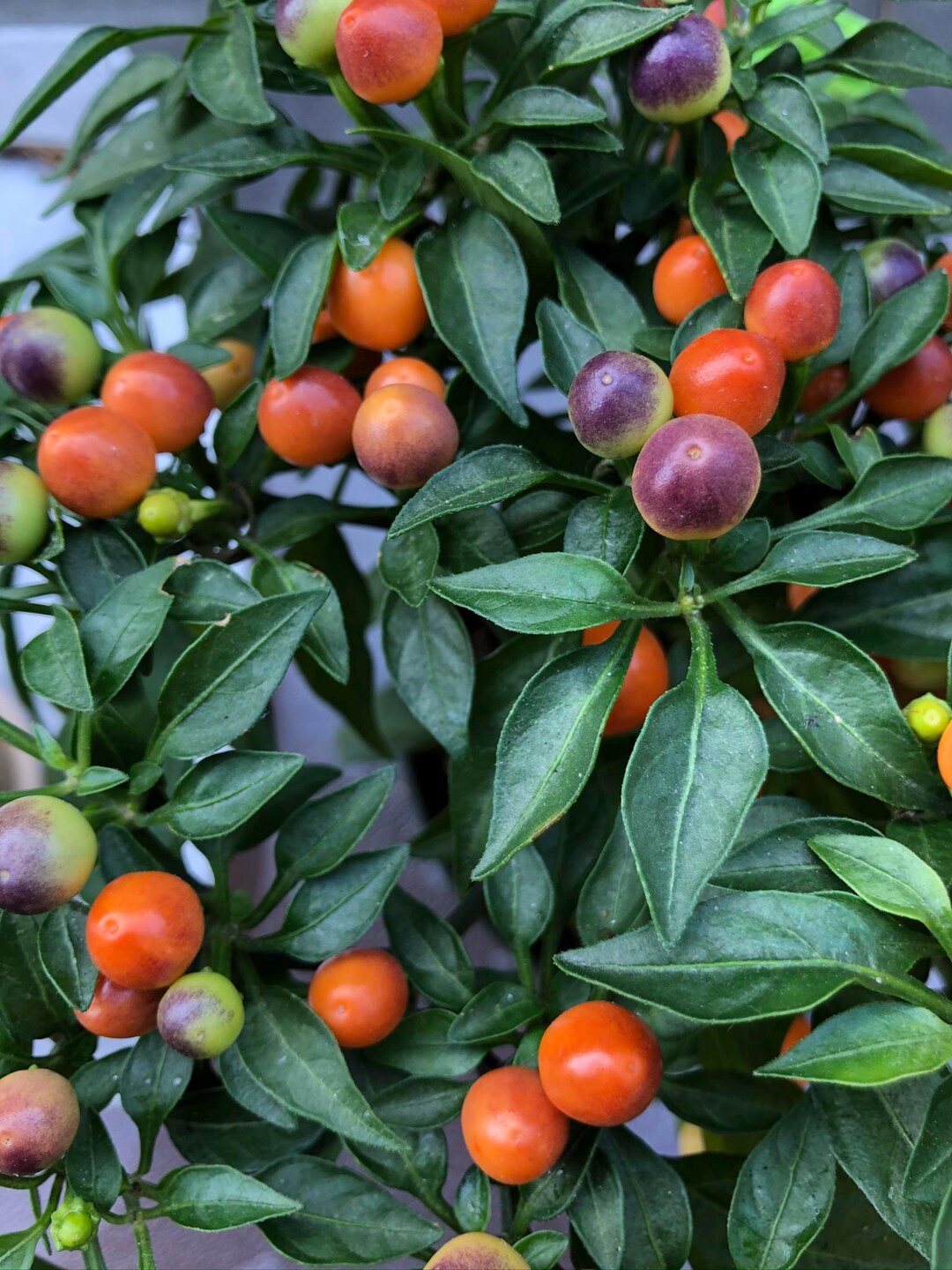 Micro Pepper Hot Pops Purple Ornamental Chili Pepper 15 Seeds - Etsy