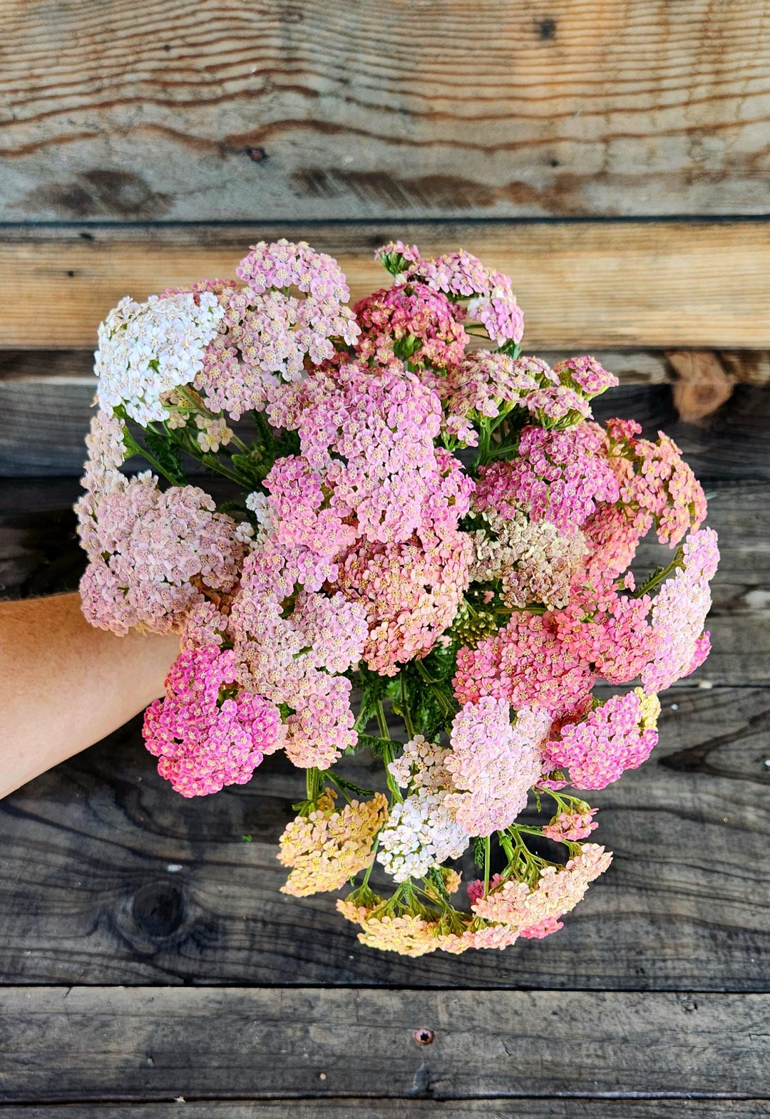 Yarrow Achillea Colorado Mixed Colors *bare Root* - Etsy