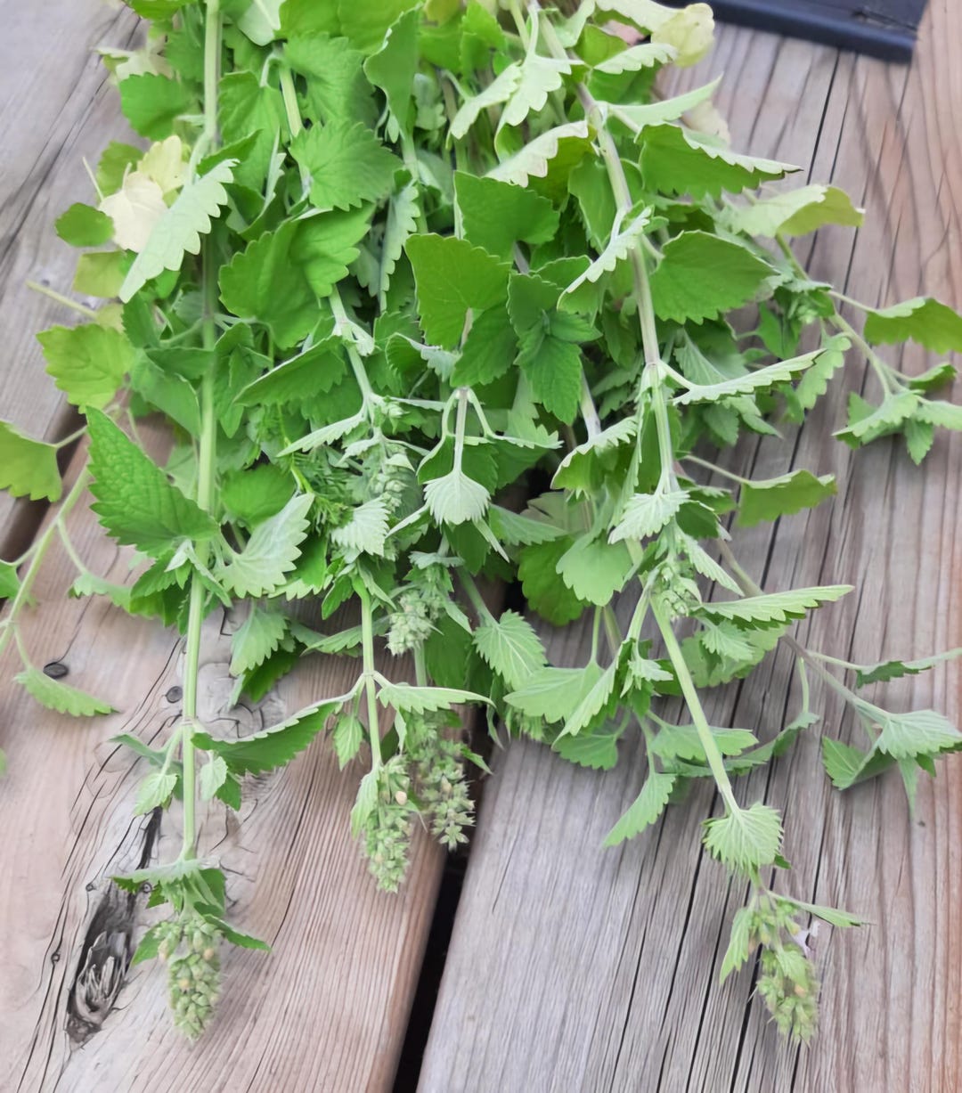 LEMON Catnip (nepeta Cataria Citrodora ) Herb, Tea, Medicinal 100 Seeds ...