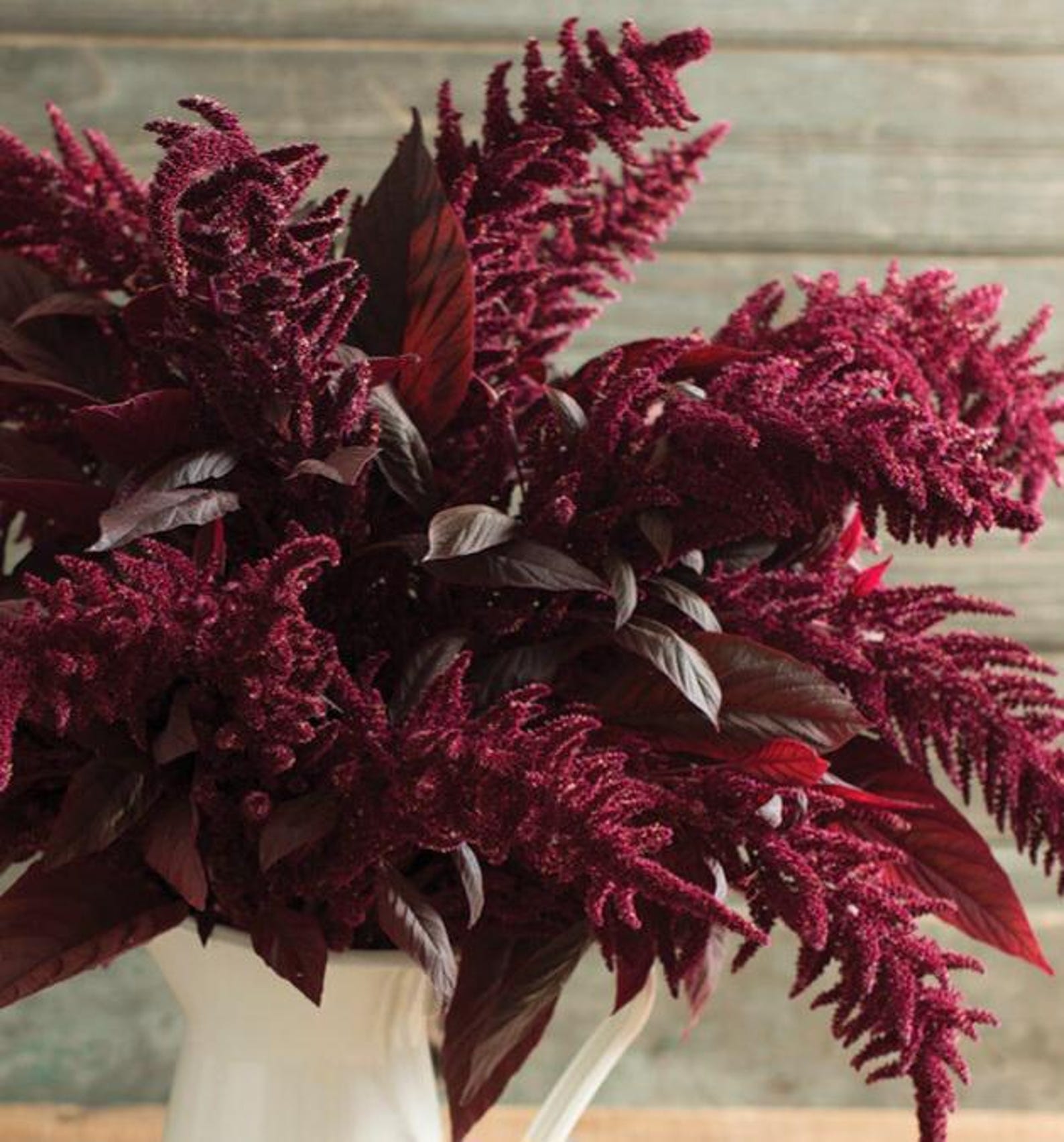 Amaranth RED SPIKE 100 Seeds Amaranthus Cruentus - Etsy
