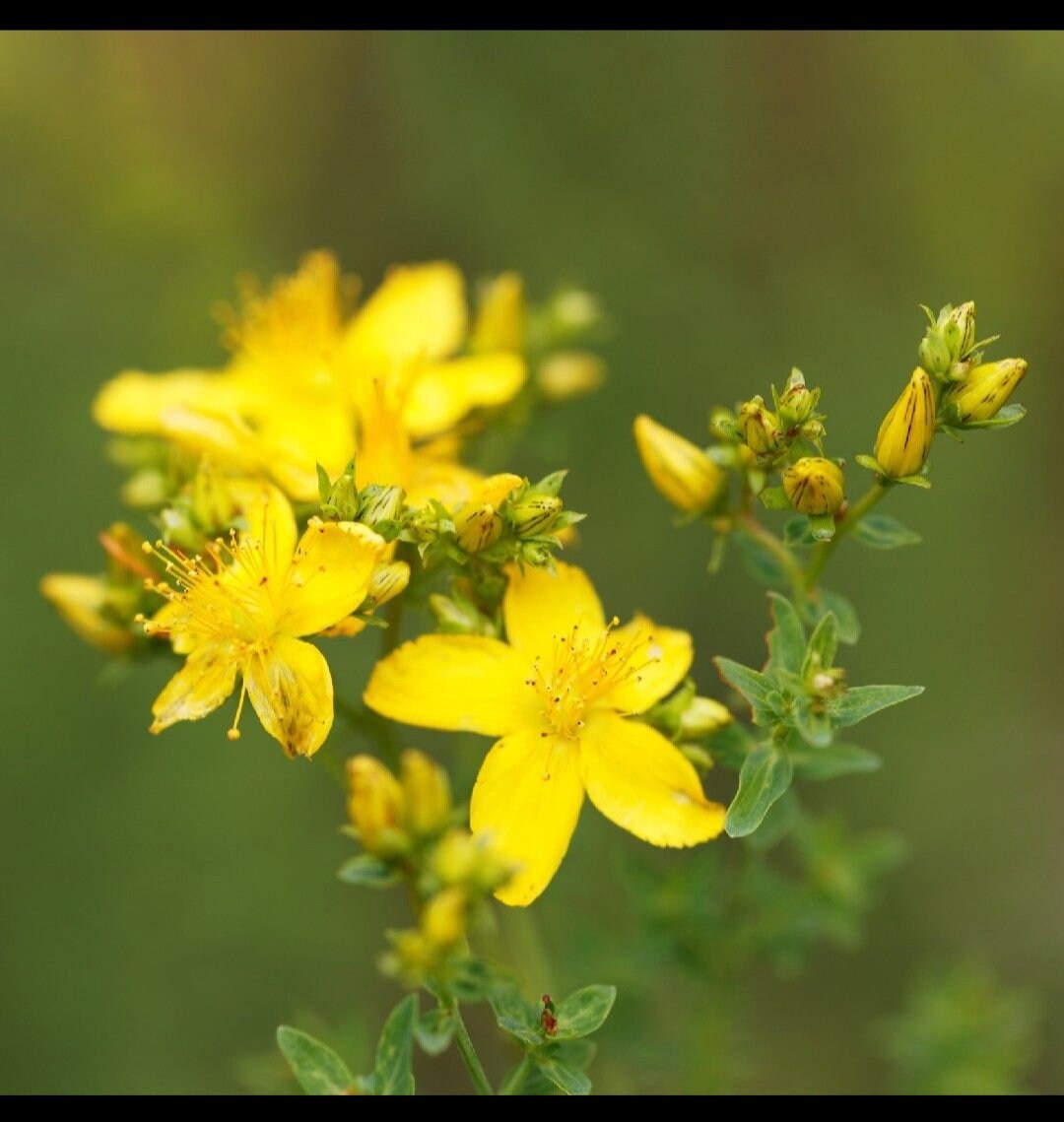 St. John's Wort Seeds Hypericum Perforatum Medicinal Flowering Herb ...