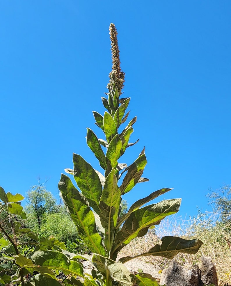 Mullein (verbascum Thapsus) Seeds Medicinal Herb Plant. Organic - Etsy