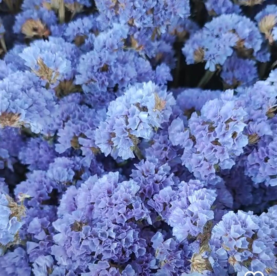 QIS Statice PALE BLUE 50 Seeds Limonium Sinuatum Light Blue - Etsy