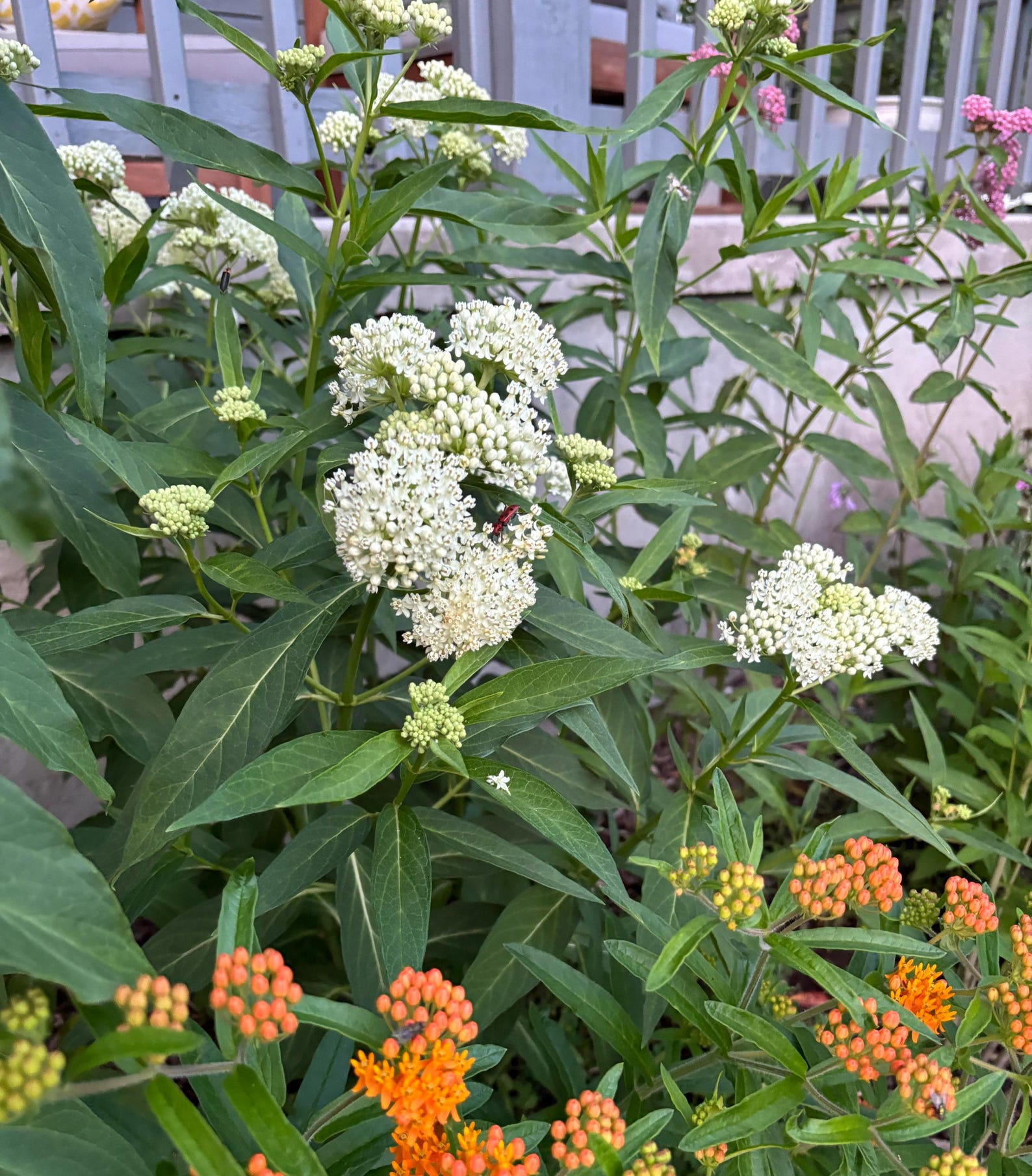 ICE BALLET Swamp Milkweed | Asclepias Incarnata | 50 Seeds - Etsy