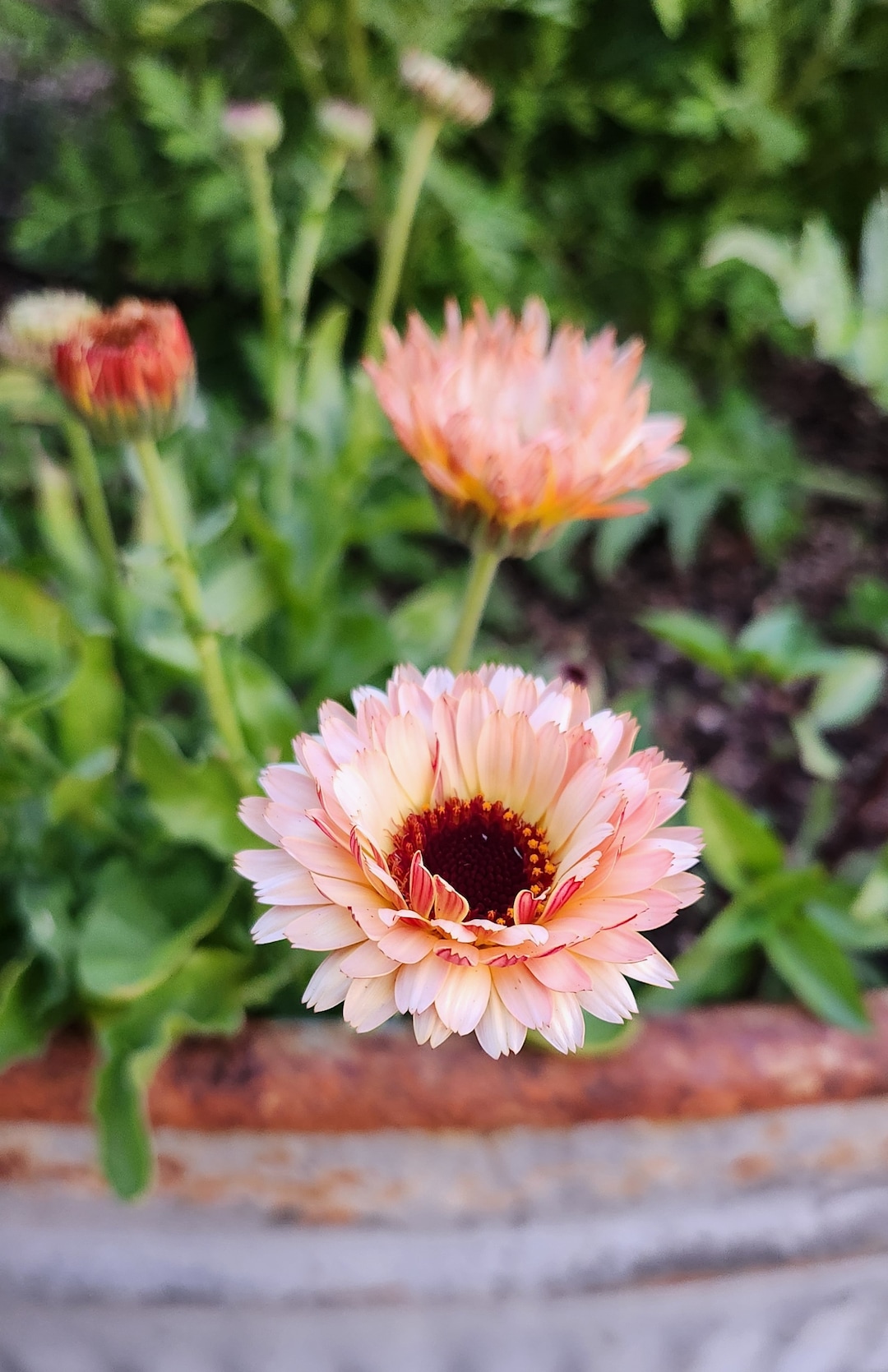 Calendula 'strawberry Blonde' 25 Seeds - Etsy