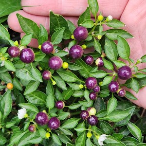 Micro Pepper Hot Pops Purple Ornamental Chili Pepper 15 Seeds - Etsy