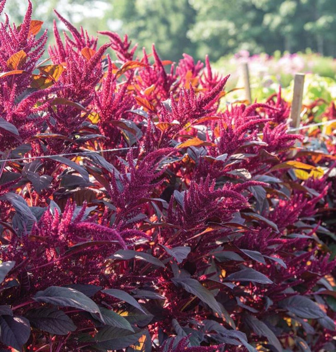 Amaranth RED SPIKE 100 Seeds Amaranthus Cruentus - Etsy