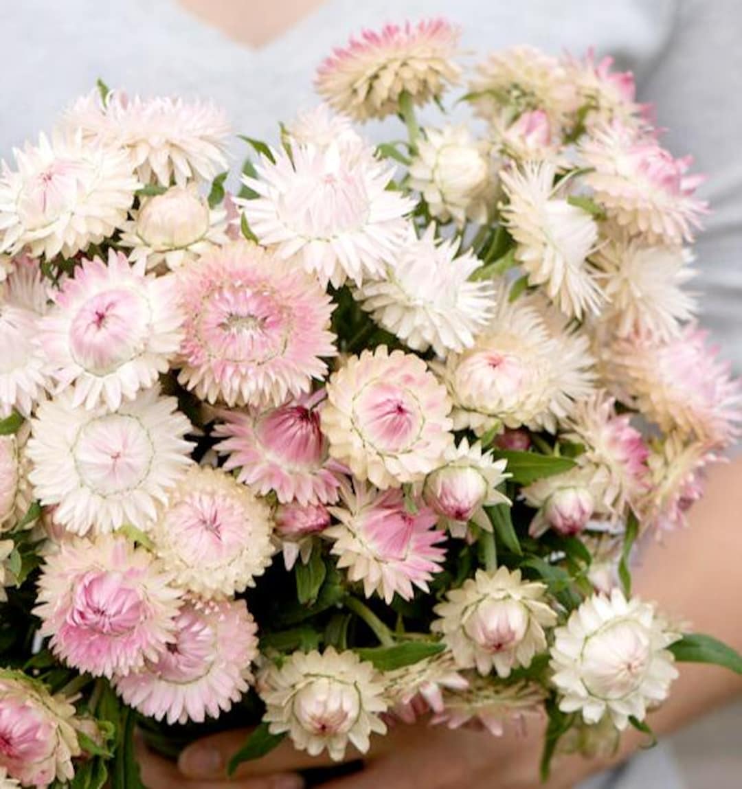 50 SILVERY ROSE Strawflower (helichrysum Bracteatum) Seeds - Etsy