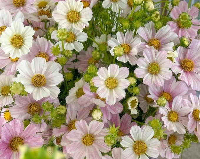 Cosmos VERSAILLES FLUSH 50 Seeds Superior Cut Flower - Etsy