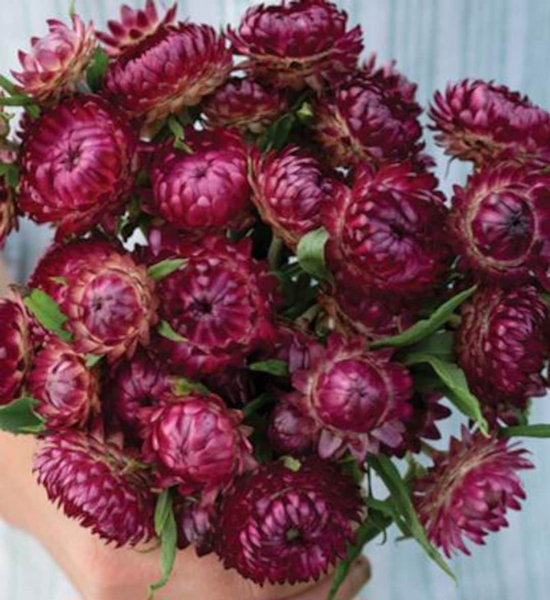 CRANBERRY ROSE Strawflower NEW Release 50 Seeds - Etsy