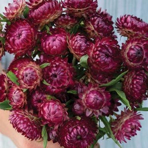CRANBERRY ROSE Strawflower NEW Release 50 Seeds - Etsy