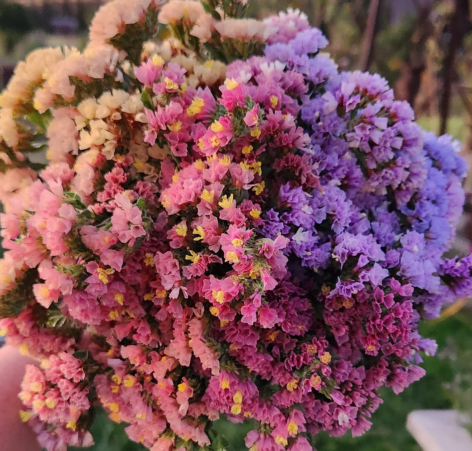 QIS Statice RAINBOW MIX |limonium Sinuatum | Custom Mix 50 Seeds - Etsy