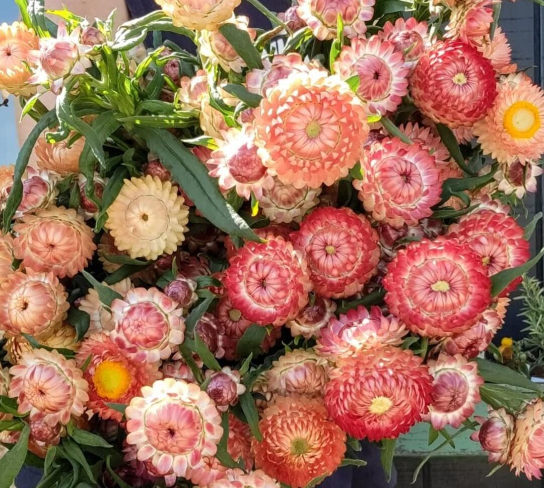 Strawflower APRICOT/PEACH Mix 50 Seeds Helichrysum Bacterium Organic - Etsy