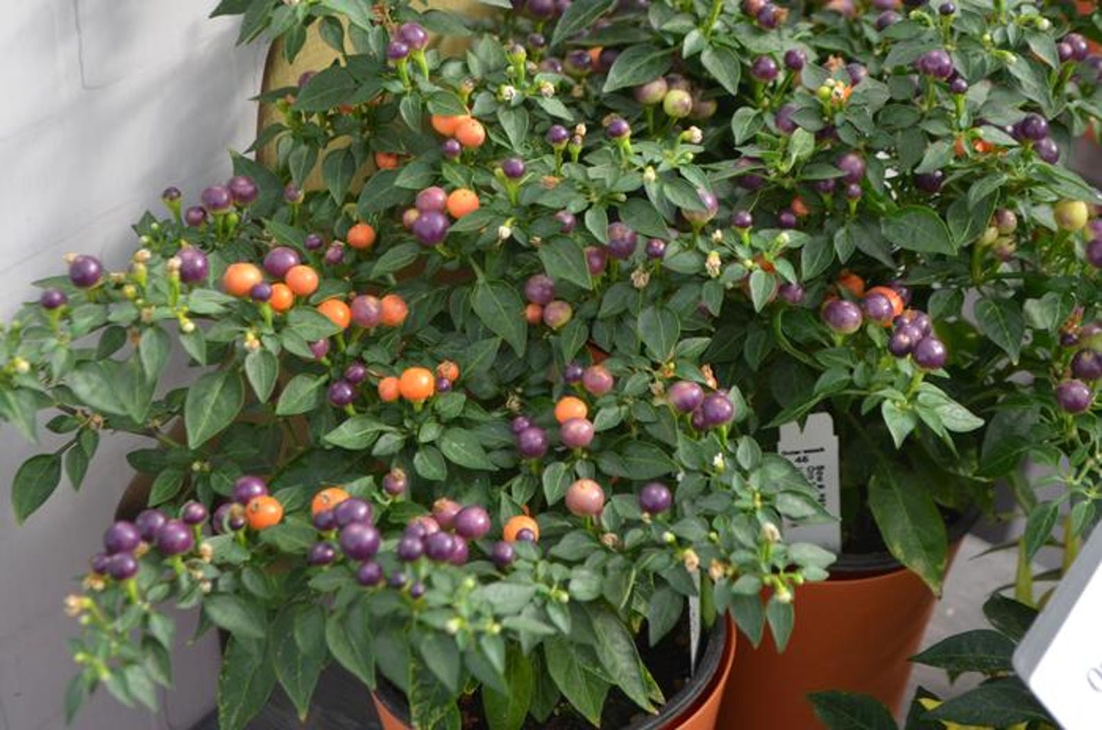 Micro Pepper Hot Pops Purple Ornamental Chili Pepper 15 Seeds - Etsy