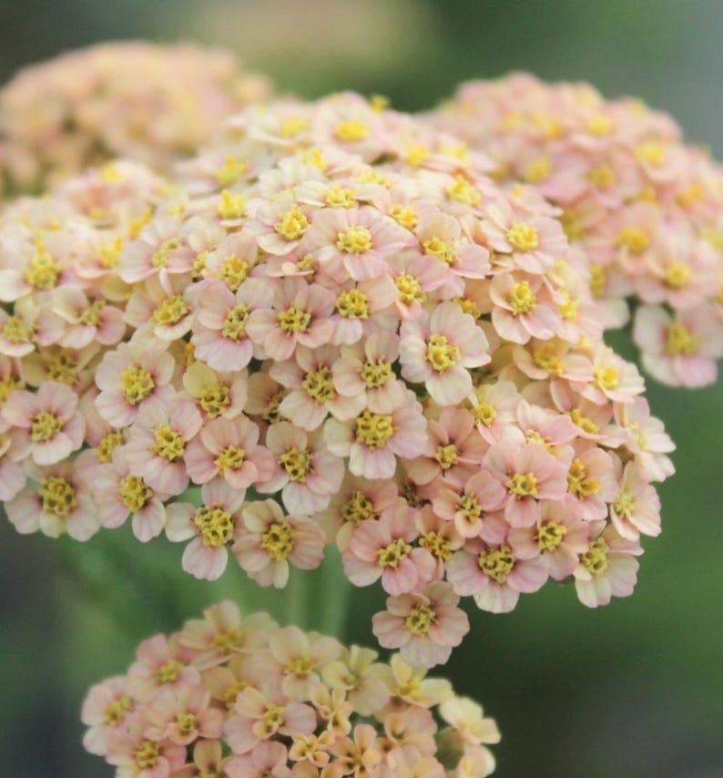 Yarrow 'summer Pastels" Achillea Millefoleum 50 Seeds - Etsy