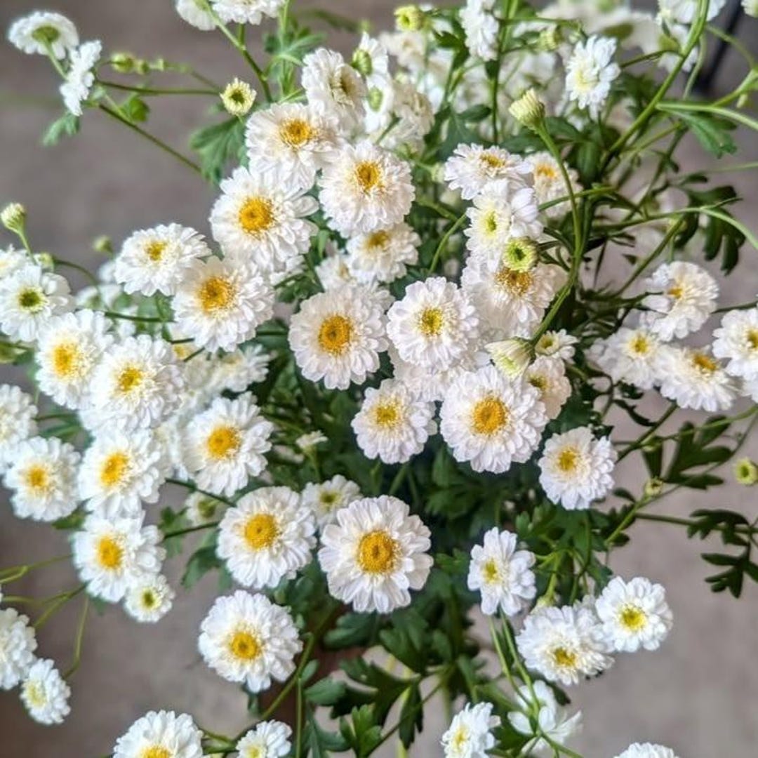 Feverfew TETRA WHITE 50 Seeds Matricaria (tanacetum Partheniun) - Etsy