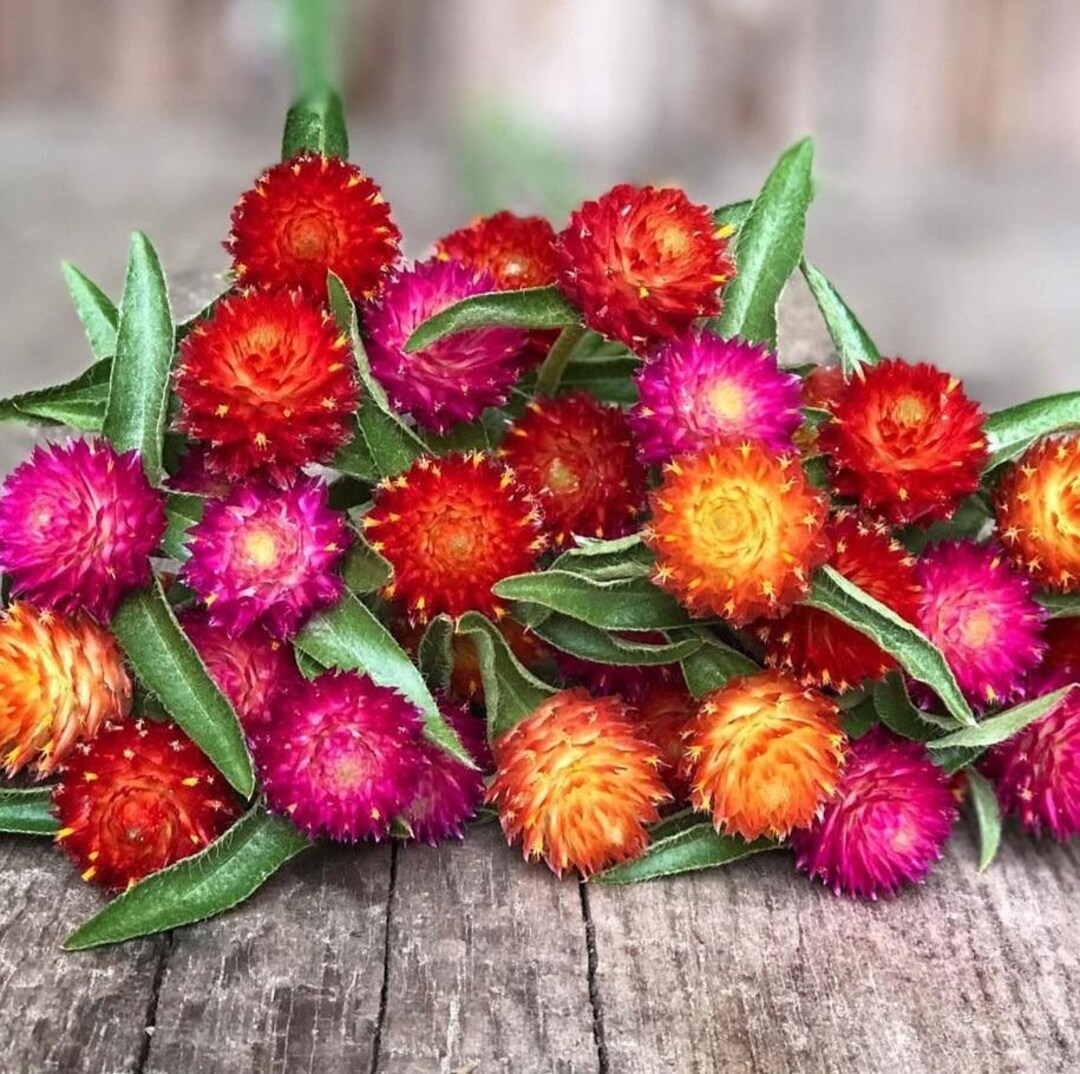 50 QIS SUNSET MIX Gomphrena Seeds (gomphrena Haageana) Globe Amaranth ...