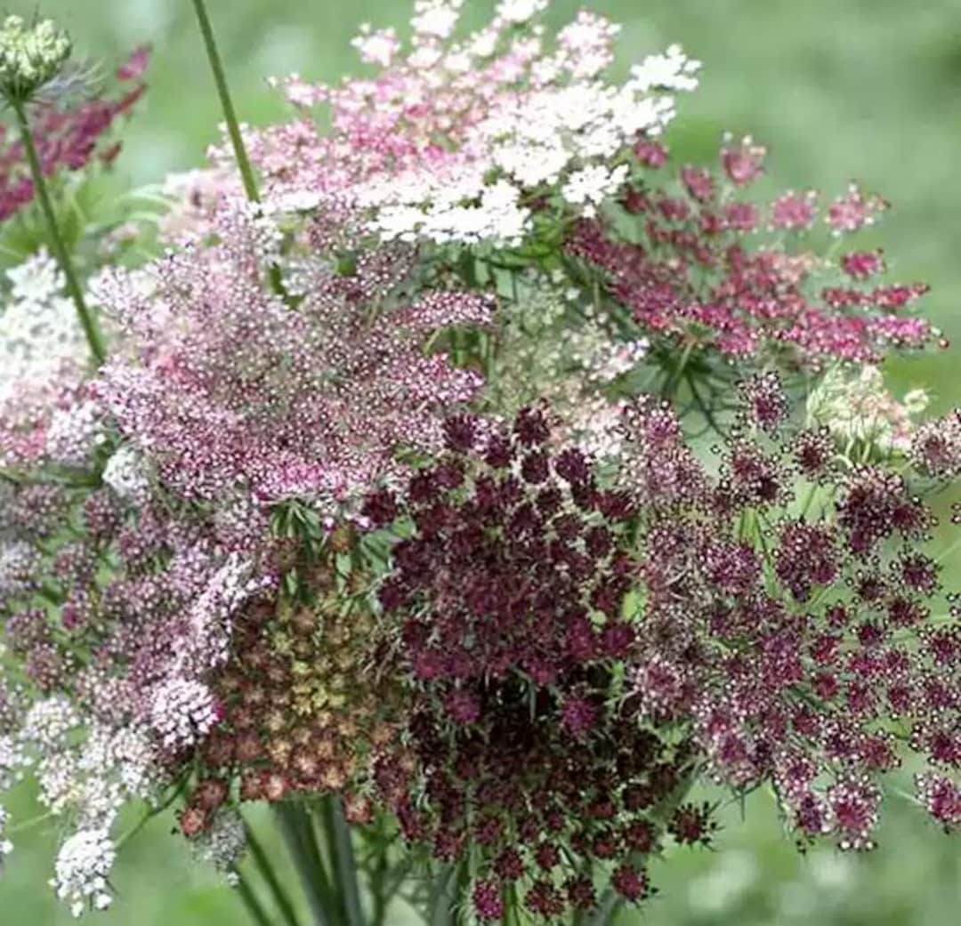 Daucus PURPLE KISSES 50 Seeds Queen Anne's Lace Daucus Carota - Etsy