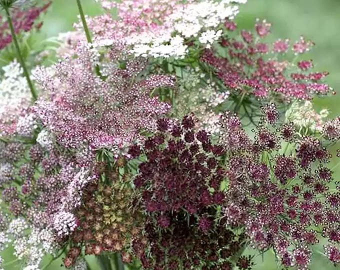 Daucus PURPLE KISSES 50 Seeds Queen Anne's Lace Daucus Carota - Etsy