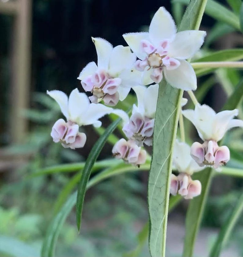 Oscar Milkweed Aka "hairy Balls" (asclepias Physocarpus Oscar) Balloon ...