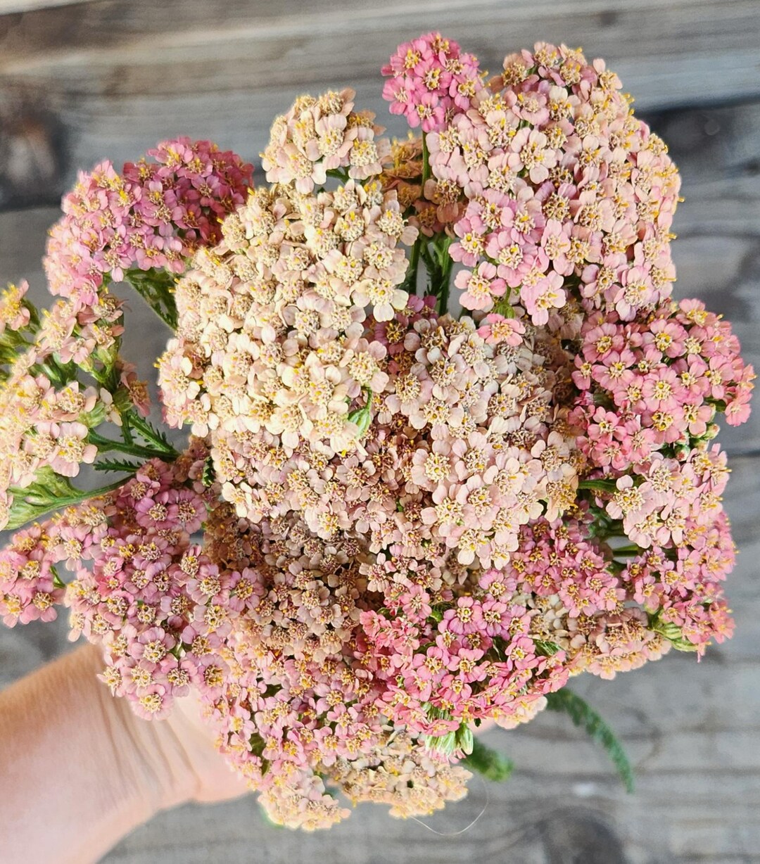 Yarrow 'apricot' Live Bare Root Achillea Millefolium - Etsy