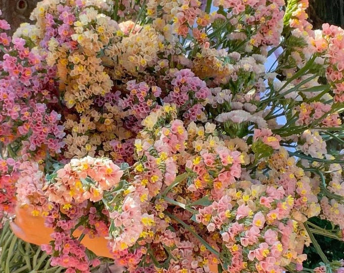SUNSET MIX Statice Limonium Sinuatum QIS Apricot Shades 50 Seeds - Etsy