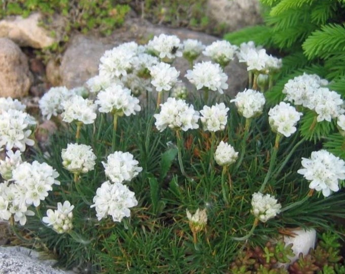 Live] Armeria, White, | Sea Thrift | Starter Plant Armeria Maritima - Etsy